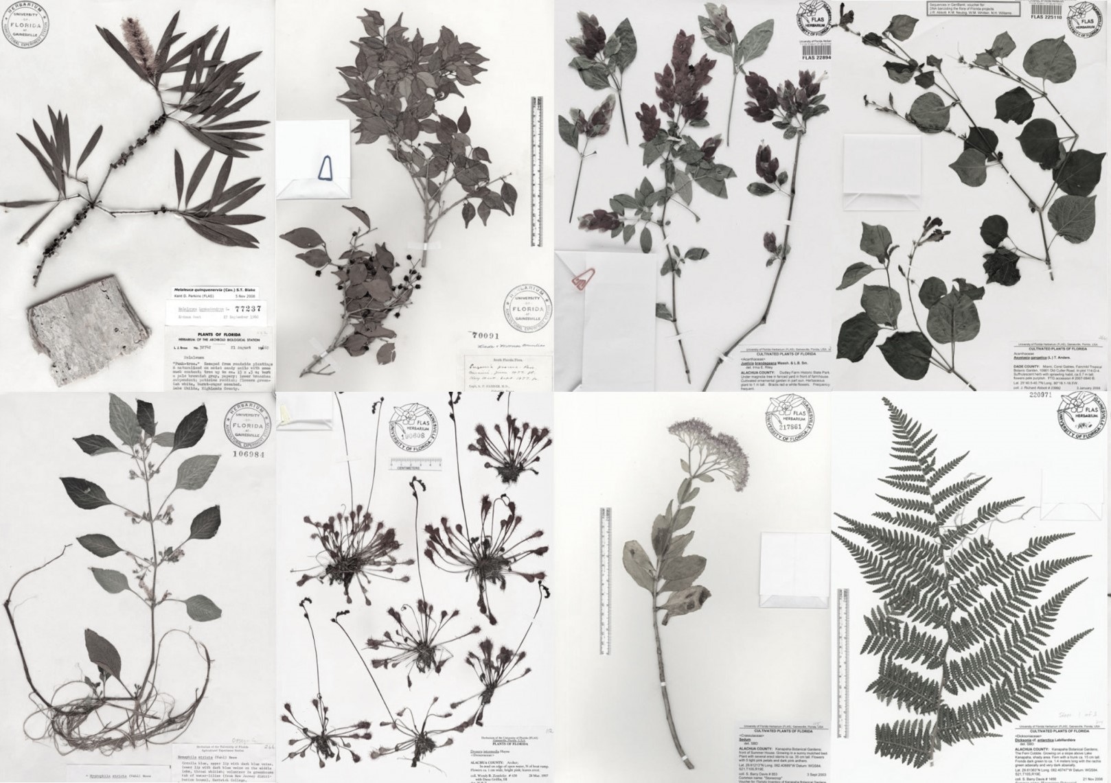 The Diary of a Reluctant Spectroscopist – TRASH CAT LIT