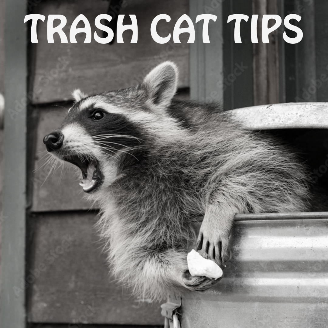 Crafting Tips from Trash Cat: Story and Voice – TRASH CAT LIT
