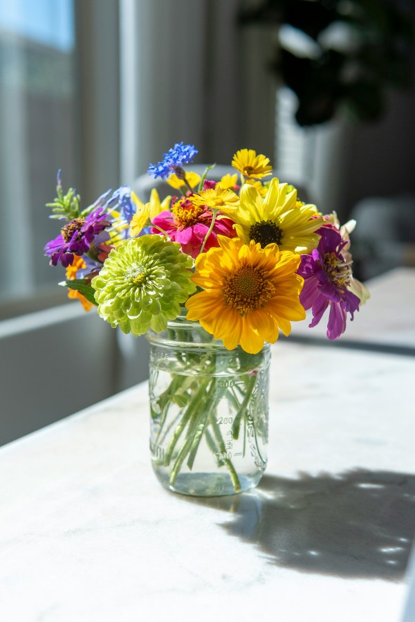 Summer Mood – TRASH CAT LIT