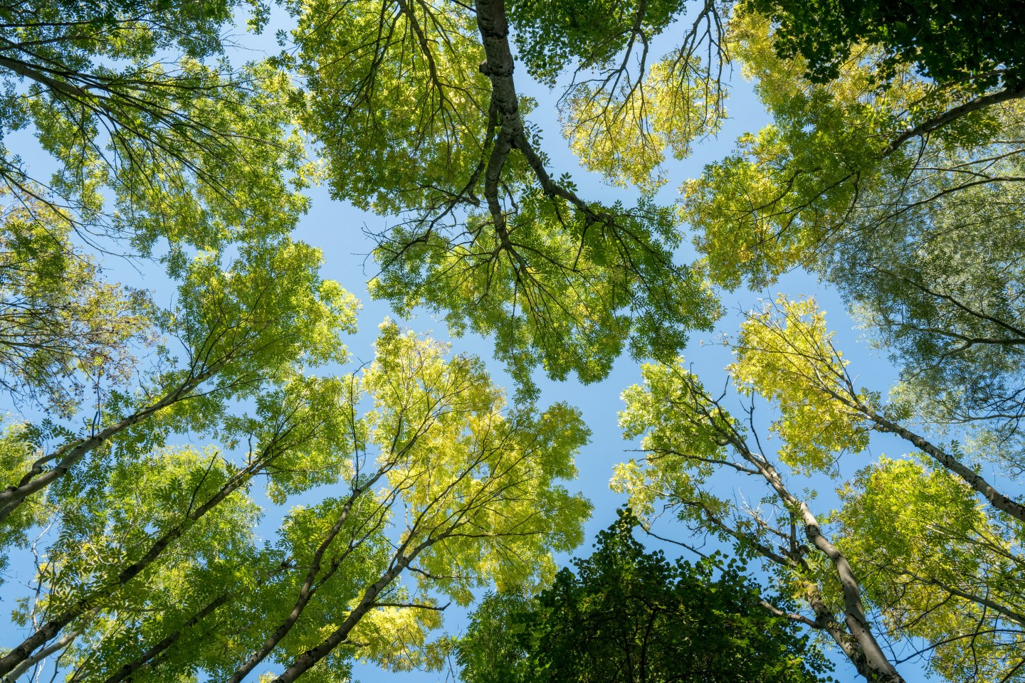 Forgetting That Trees Have Boundaries – TRASH CAT LIT