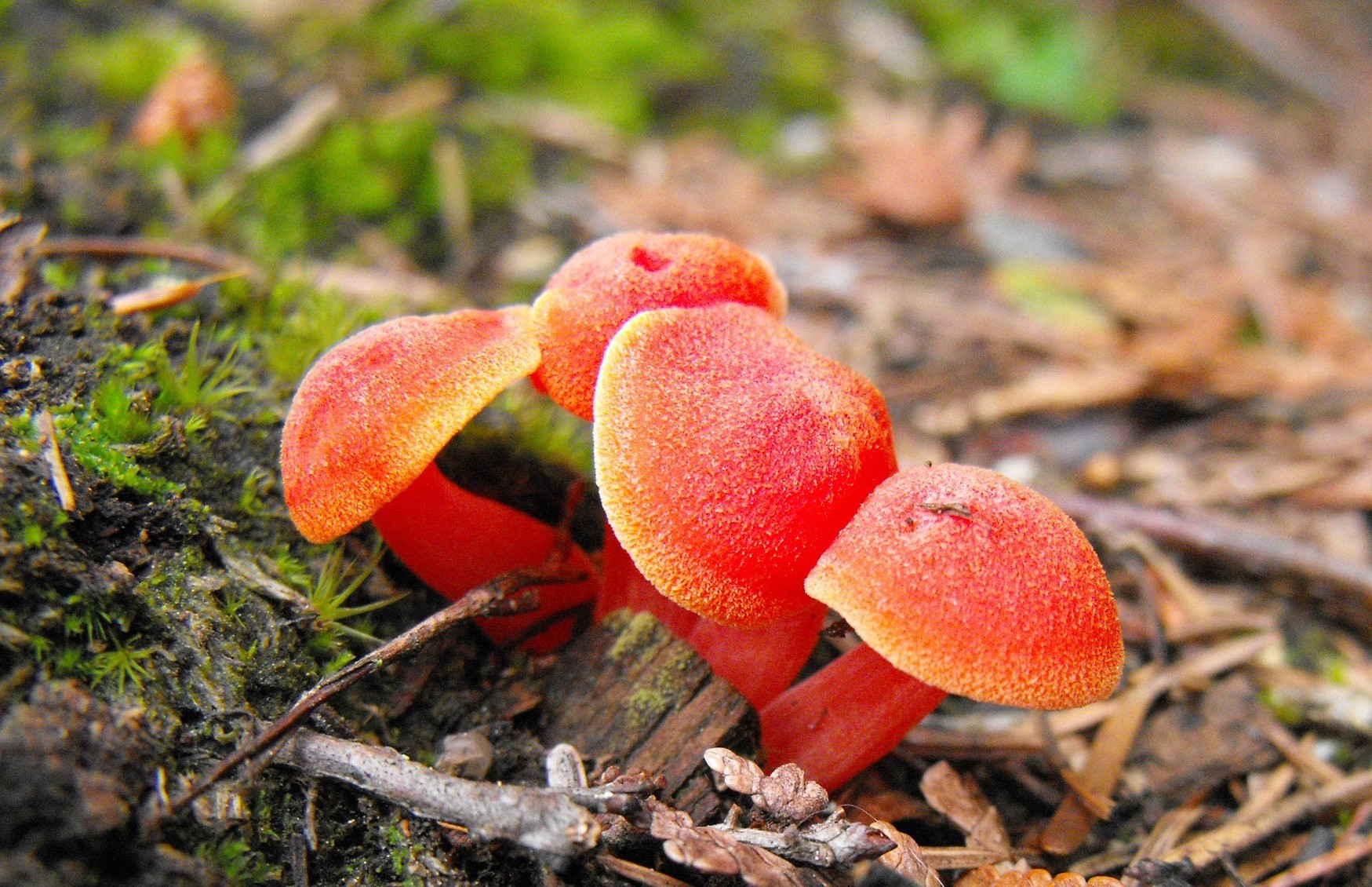 Waxcap – TRASH CAT LIT